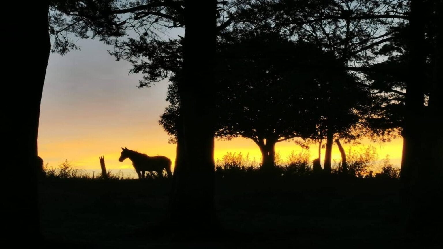 Stage animalier à l’étranger : expérience professionnelle