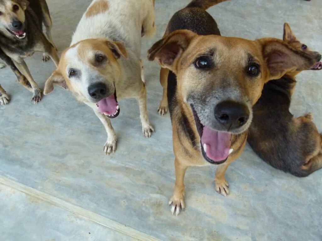 Stage animalier à l’étranger : expérience professionnelle