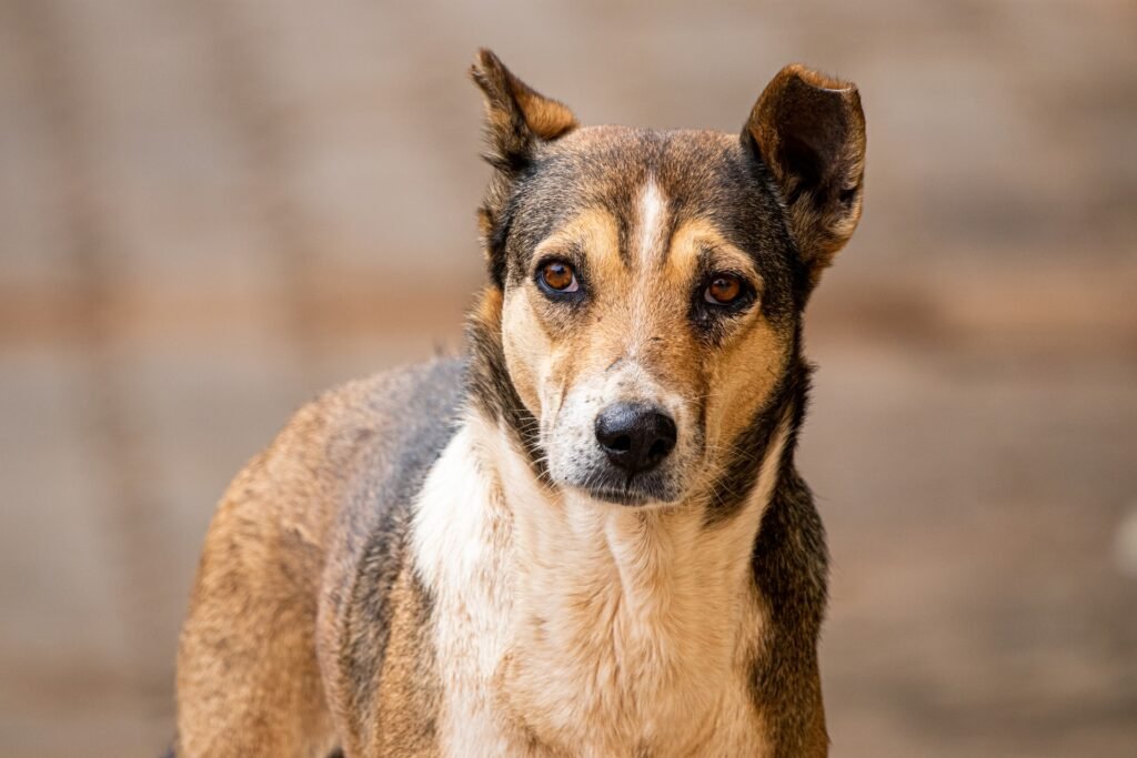 Stage animalier à l’étranger : expérience professionnelle
